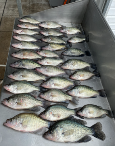 KY Lake Crappie Fishing - Fishing Reports